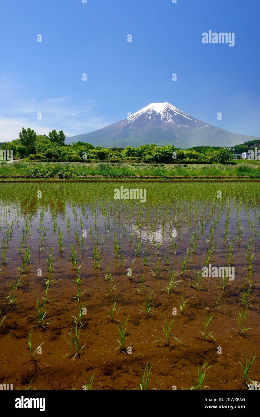 Fuji from a paddy field with rice planted in Fujiyoshida City Stock ...