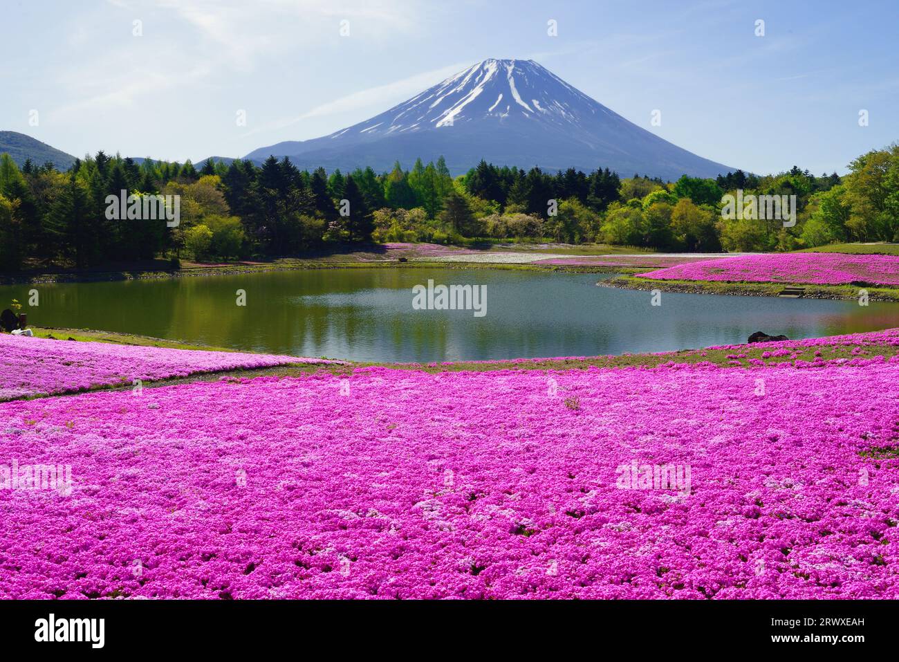 Fuji and Mt. Fuji at the Fuji Shiba Cherry Blossom Festival at Fuji ...