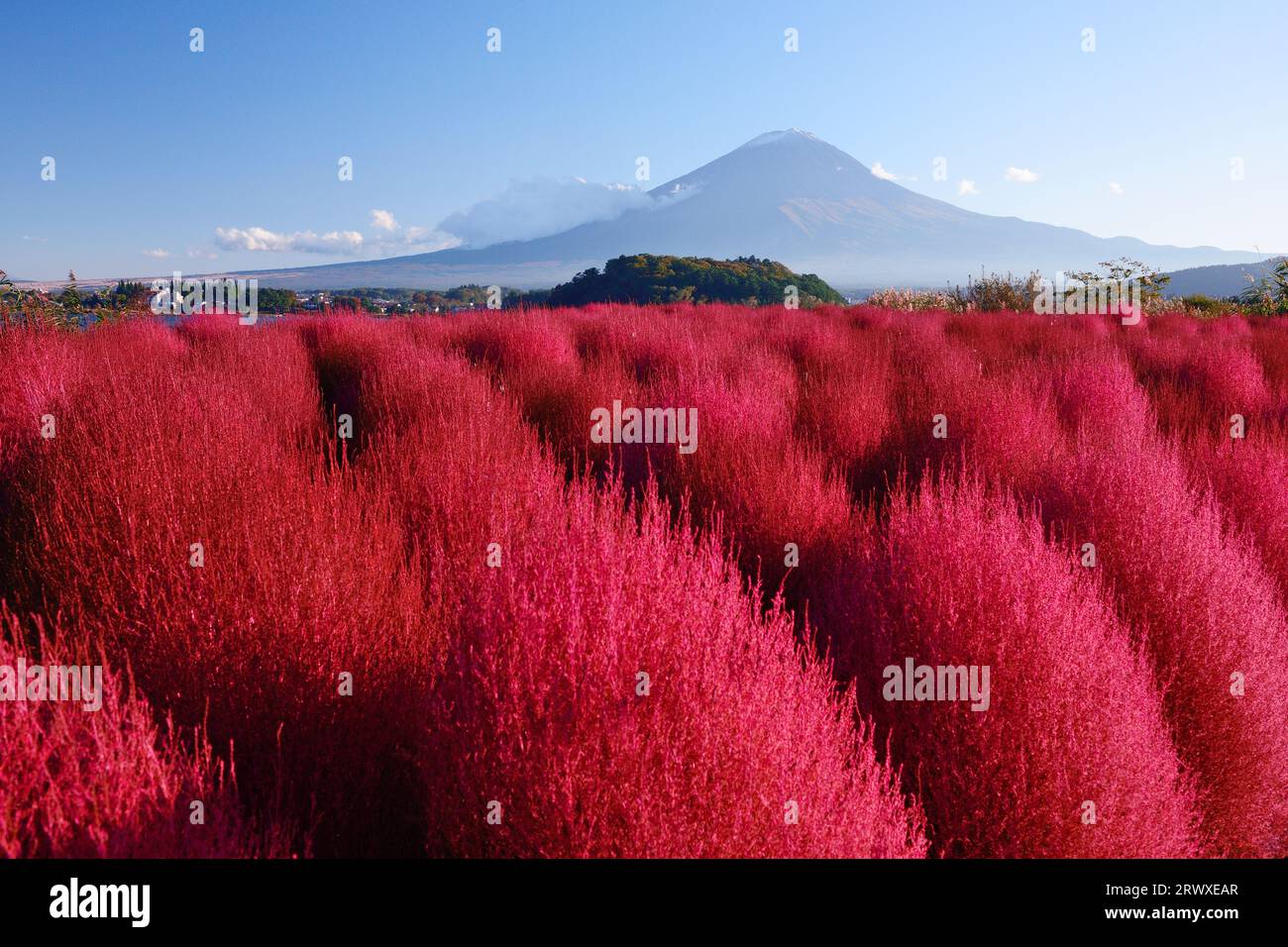 Autumn colored kochia in Oishi Park and Mt. Fuji Stock Photo - Alamy