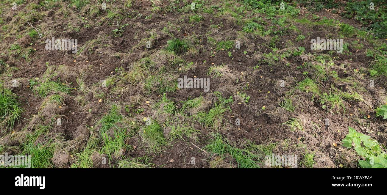 Wild boars rummage in the forest Stock Photo - Alamy