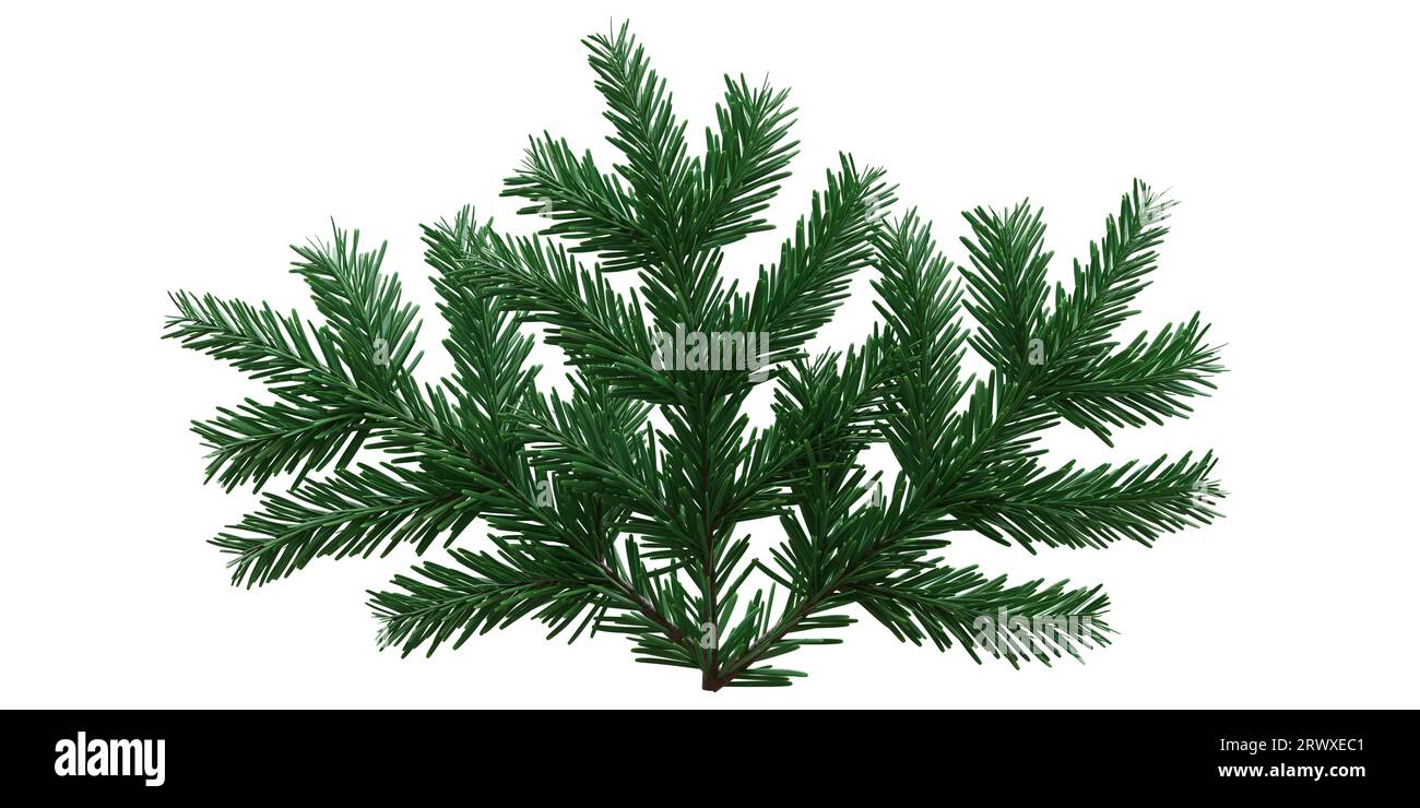 Christmas spruce, green fir twig isolated on white transparent ...