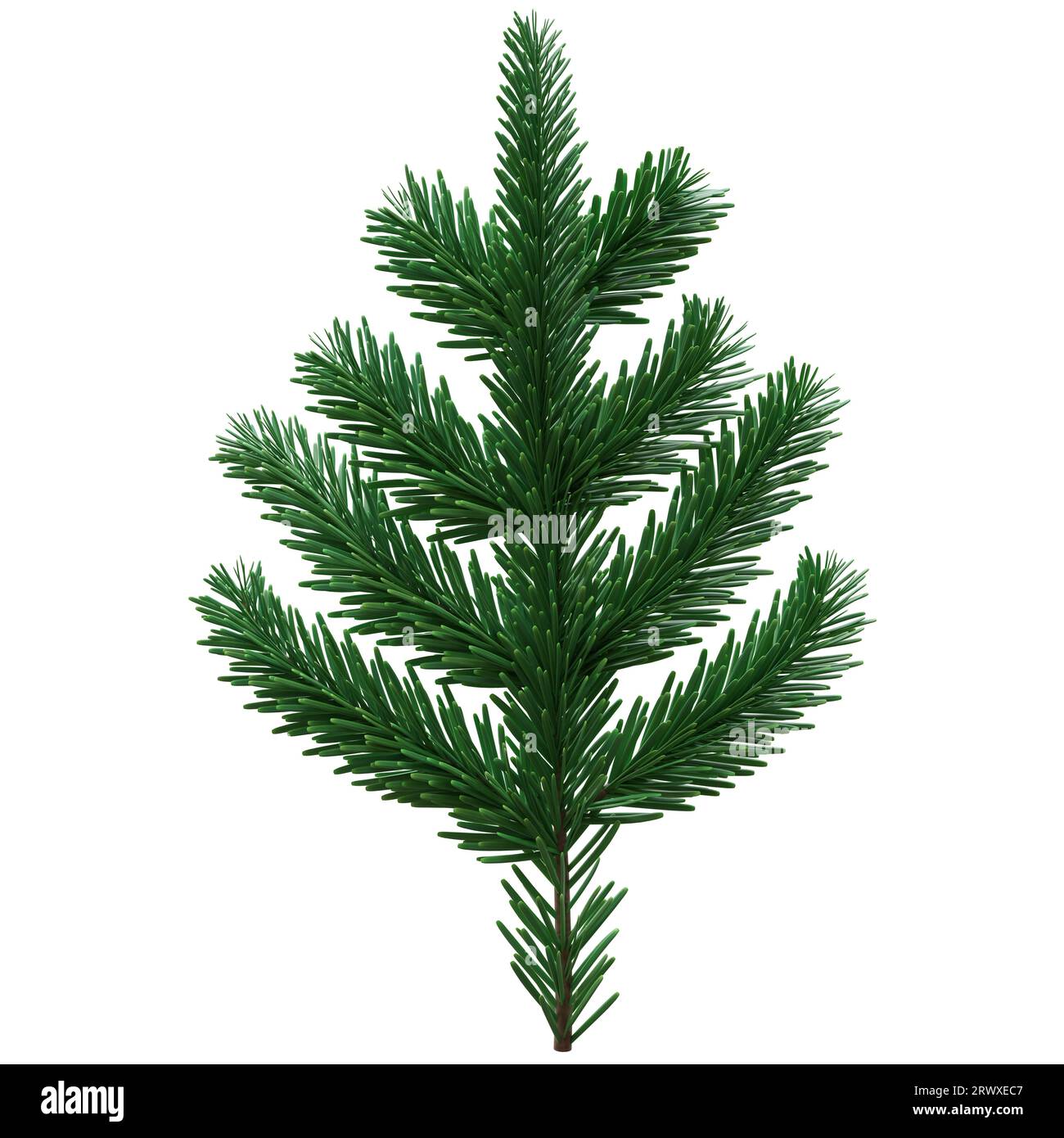 Pine Tree Branch Texture