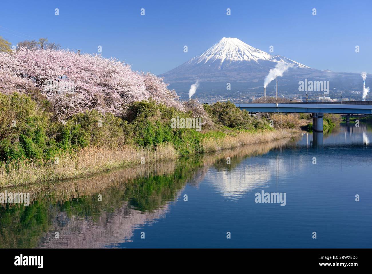 Mt. Fuji and cherry blossoms by the river, viewed from Fuji City Stock ...