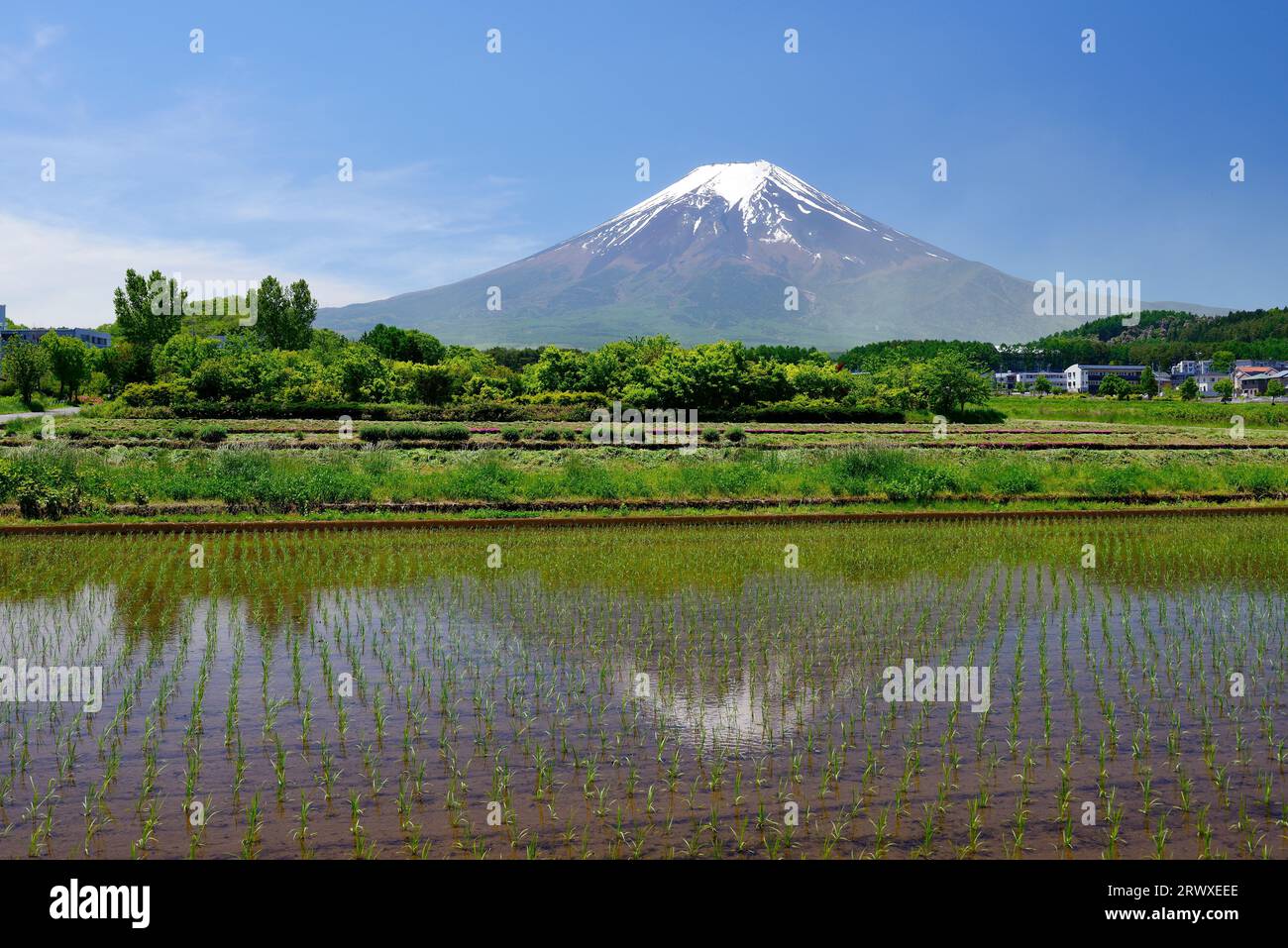 Fuji from a paddy field with rice planted in Fujiyoshida City Stock ...