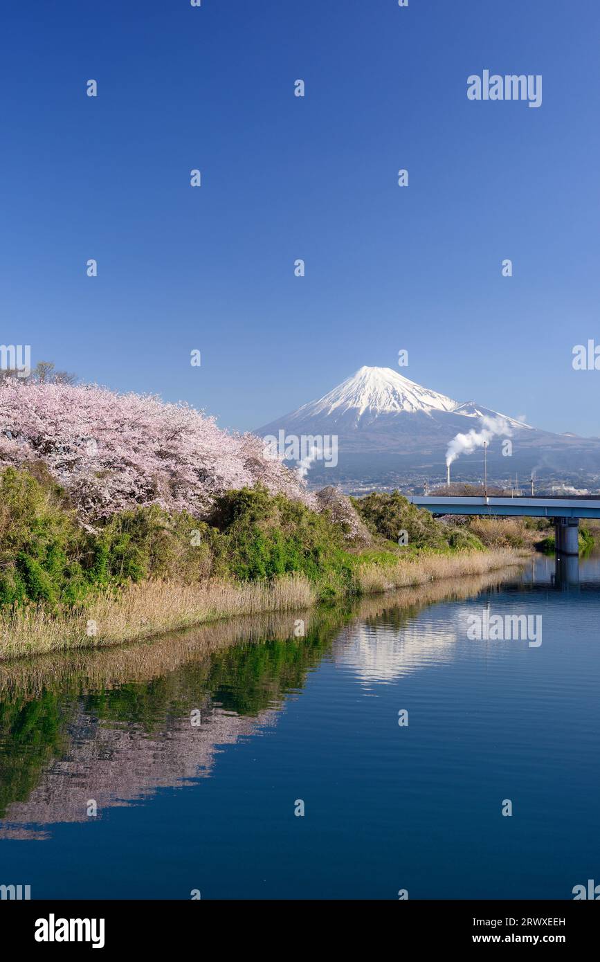 Mt. Fuji and cherry blossoms by the river, viewed from Fuji City Stock ...