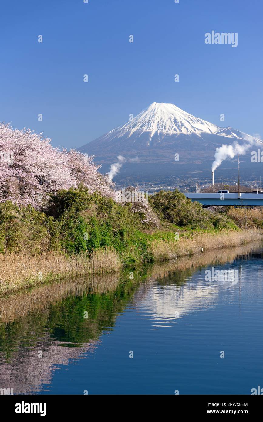 Mt. Fuji and cherry blossoms by the river, viewed from Fuji City Stock ...