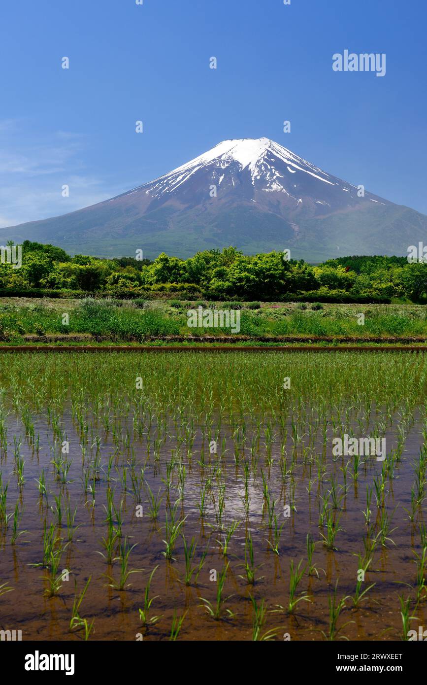 Fuji from a paddy field with rice planted in Fujiyoshida City Stock ...