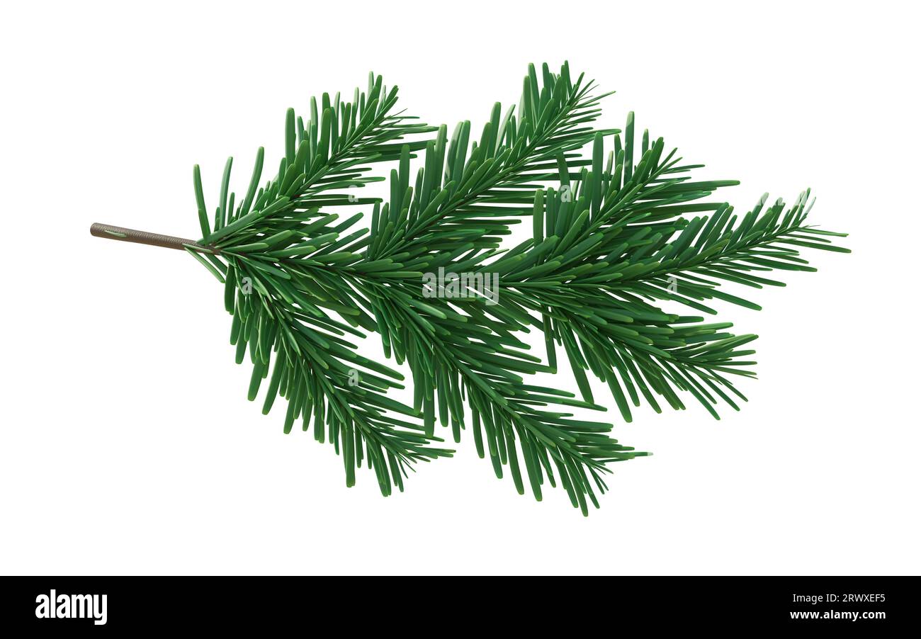 Christmas spruce, green fir twig isolated on white transparent ...