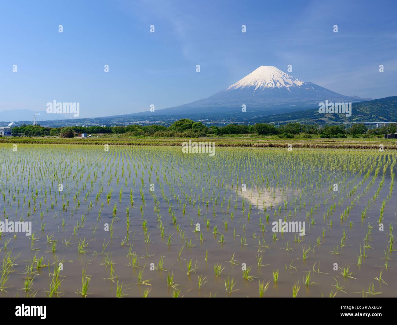 Fuji reflected in rice paddies in Fuji City Stock Photo - Alamy