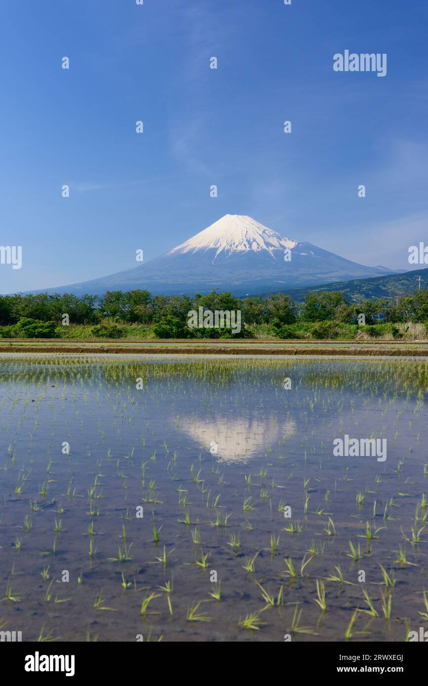 Japan rice planting spring hi-res stock photography and images - Alamy