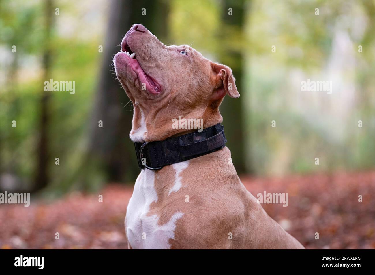 American bully xl hi-res stock photography and images - Alamy