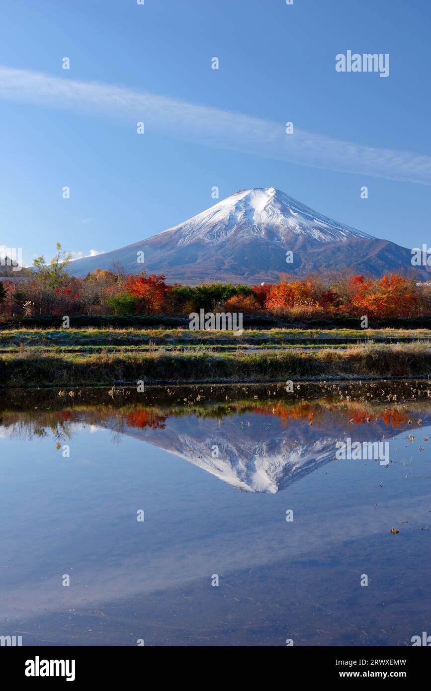 Fuji reflected in rice paddy in Fujiyoshida City and trees in red ...