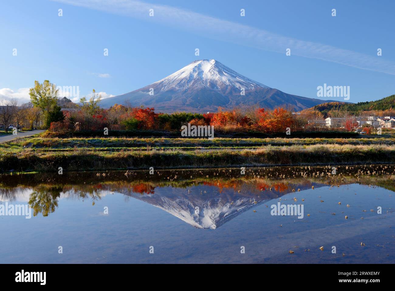 Fuji reflected in rice paddy in Fujiyoshida City and trees in red ...