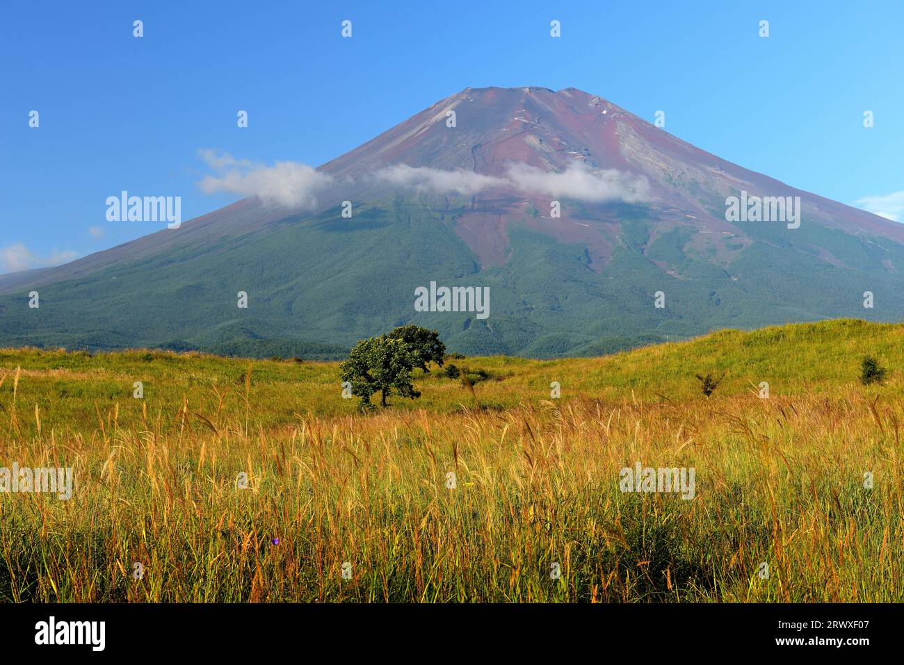 Fuji before the snow cap from Nashigahara Stock Photo - Alamy