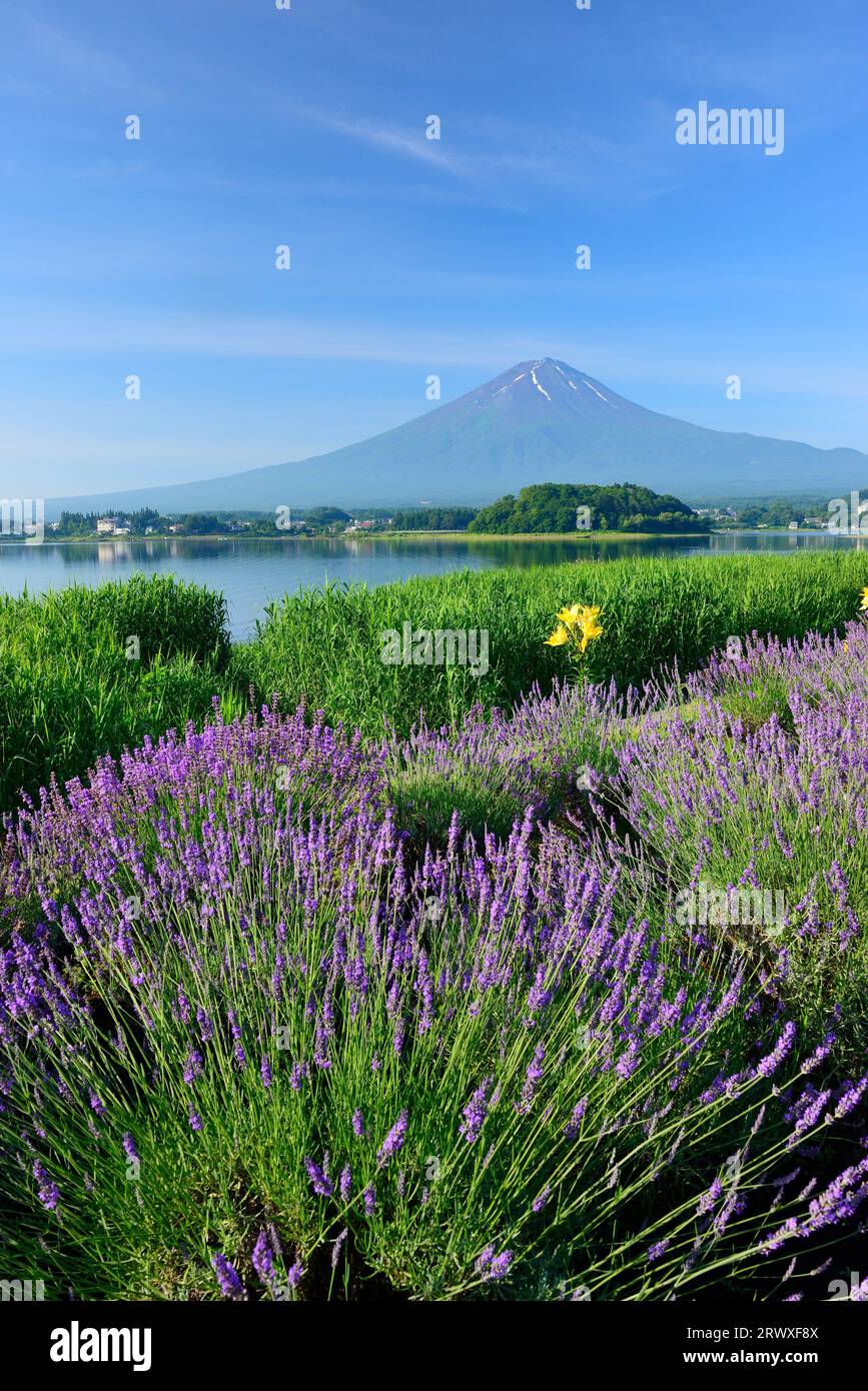 Yamanashi Lavender field and Mt. Fuji from Oishi Park, Kawaguchiko ...