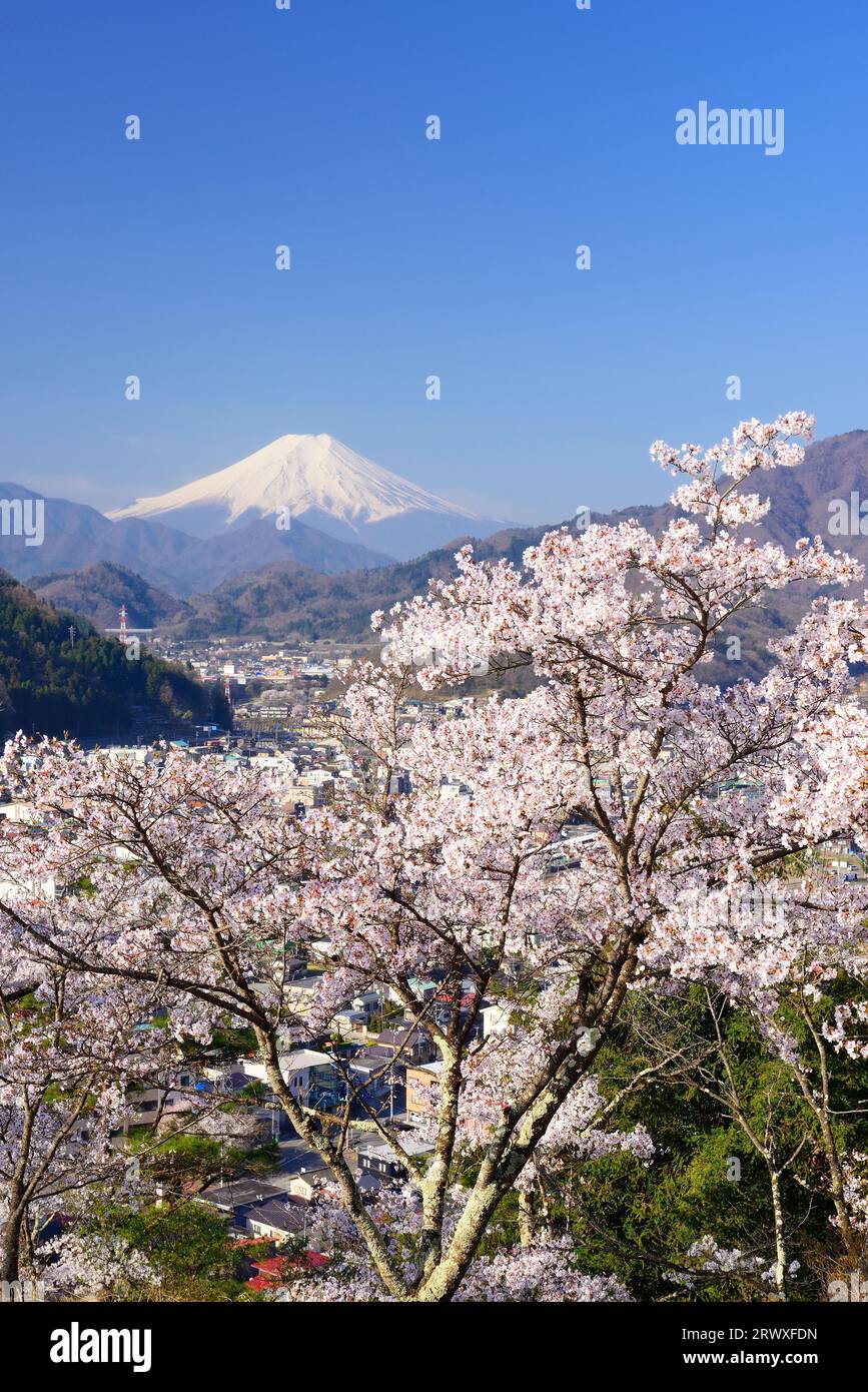 Yamanashi Cherry blossoms and Mt. Fuji from Iwadono Maruyama Park Stock Photo - Alamy