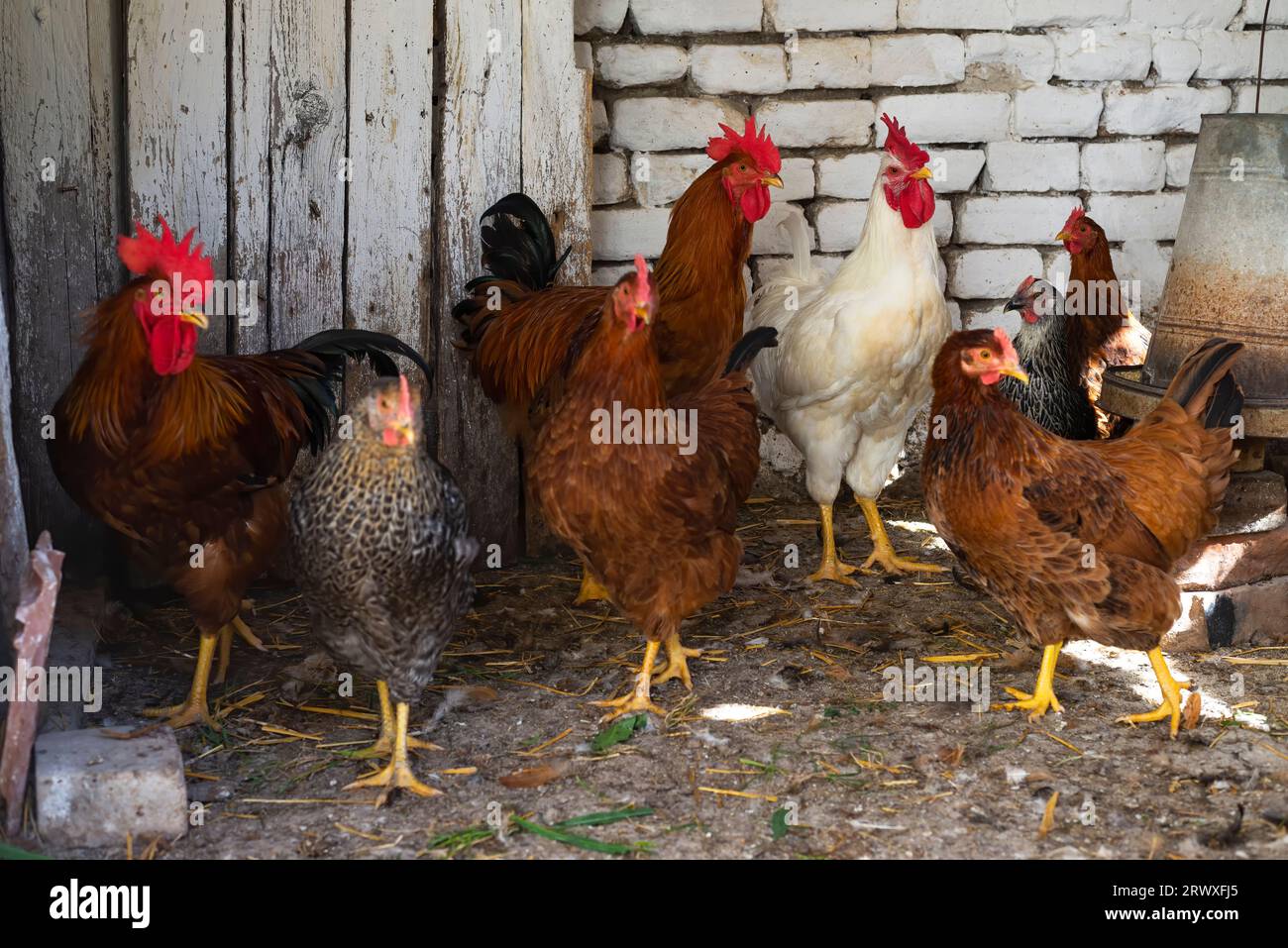 Flock of chickens in organic farm Stock Photo - Alamy