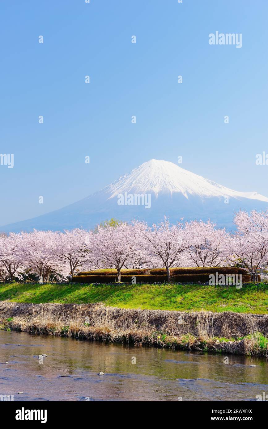 Fuji and the rows of cherry blossom trees along the Juni River ...