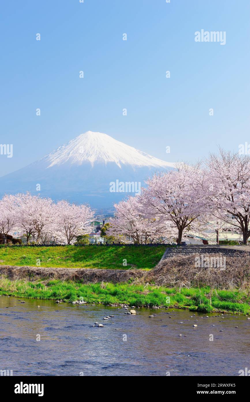 Fuji and the rows of cherry blossom trees along the Juni River ...