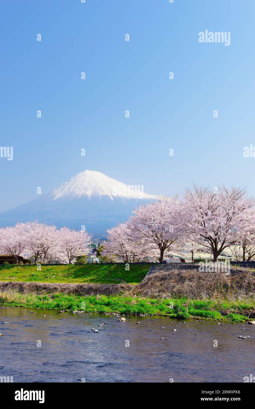 Fuji and the rows of cherry blossom trees along the Juni River ...