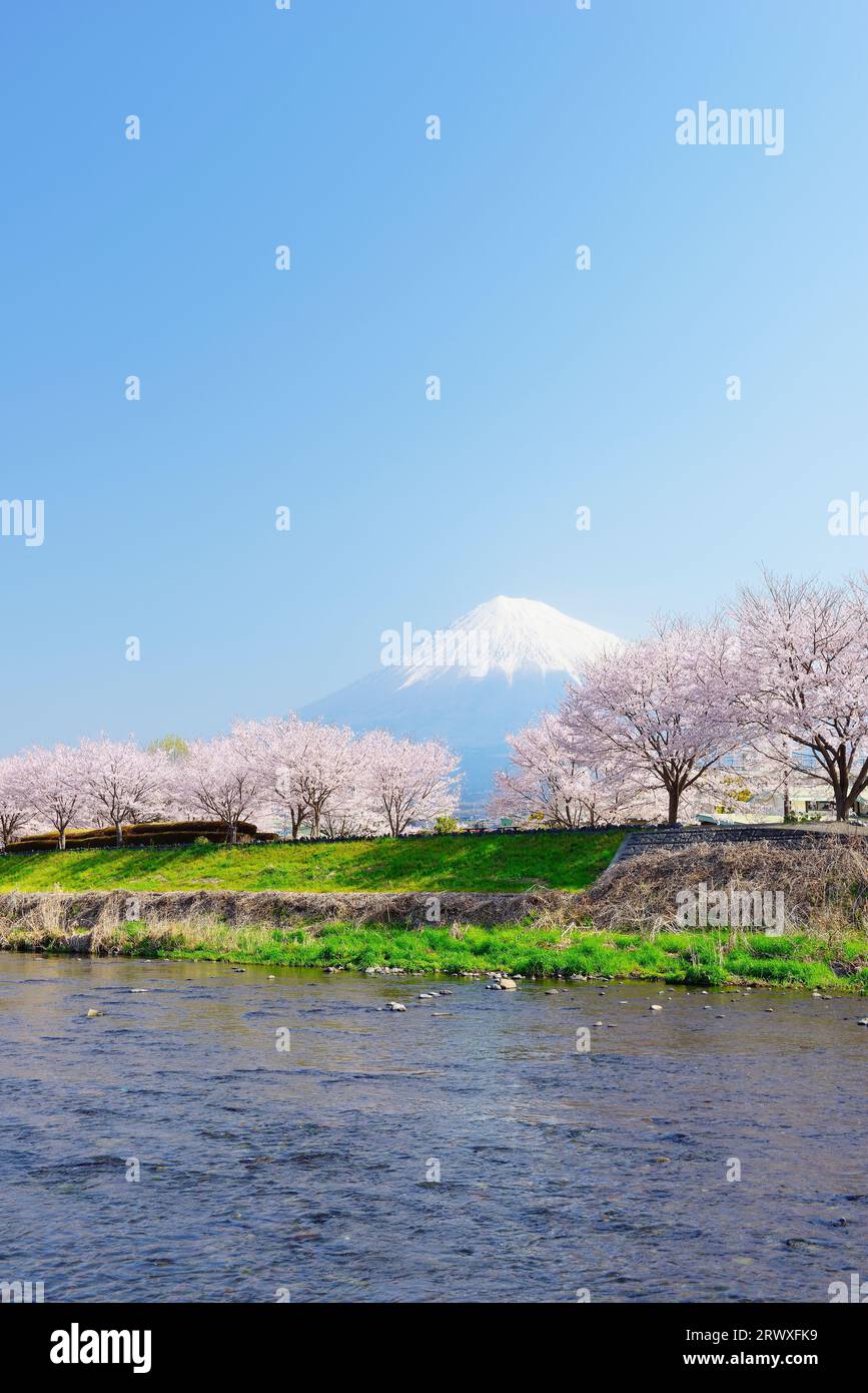 Fuji and the rows of cherry blossom trees along the Juni River ...