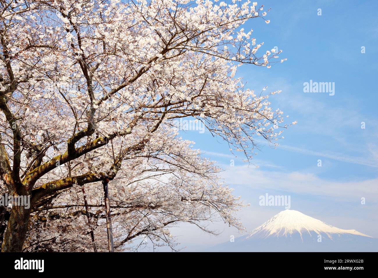 Mt. Fuji with cherry blossoms at Myoushouji Temple, Shizuoka Prefecture ...