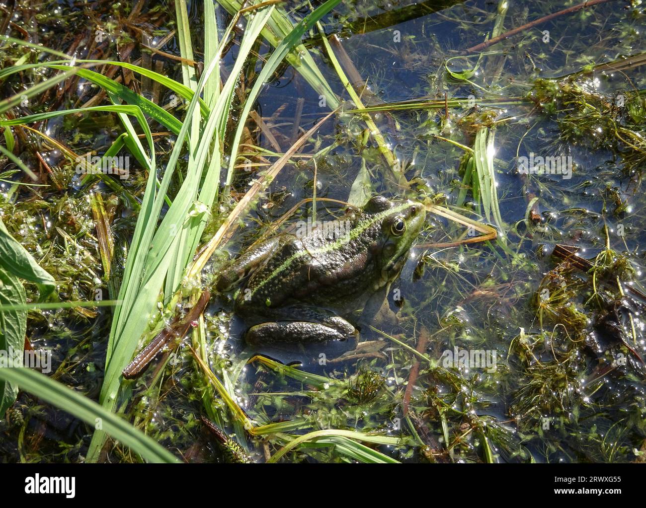 Beautiful green pool frog (Pelophylax lessonae) close up Stock Photo ...