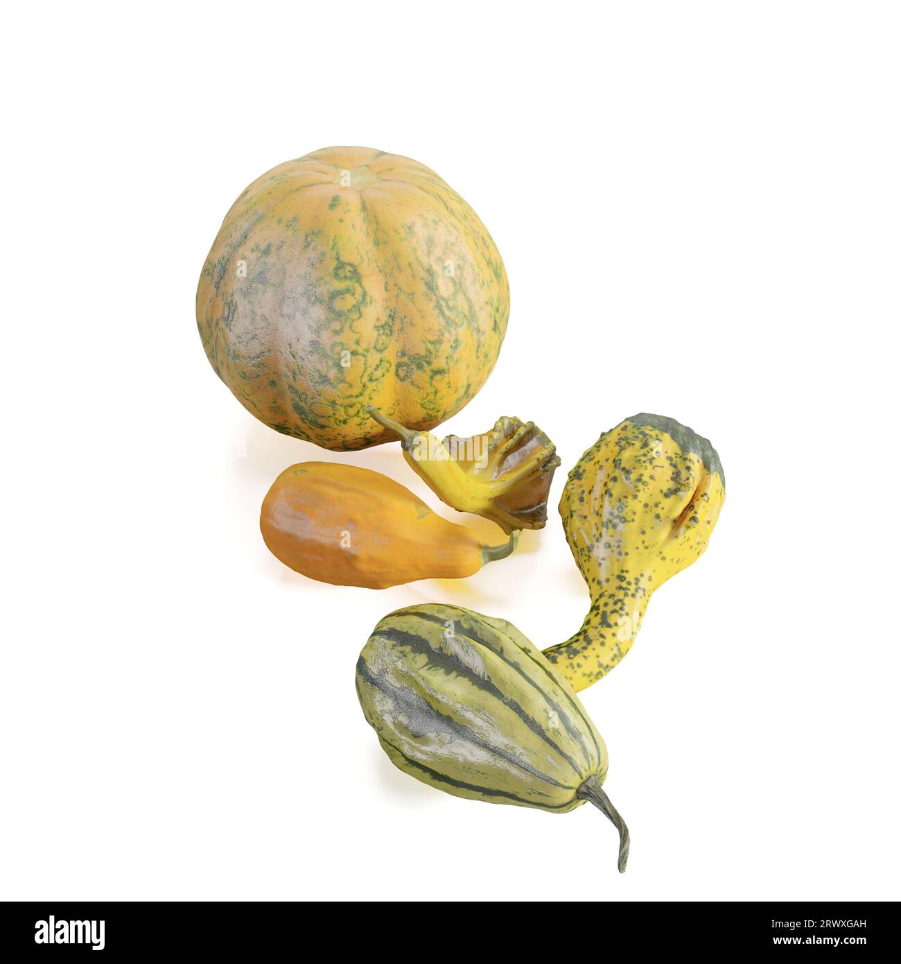 Bumpy gourds Cut Out Stock Images & Pictures - Alamy