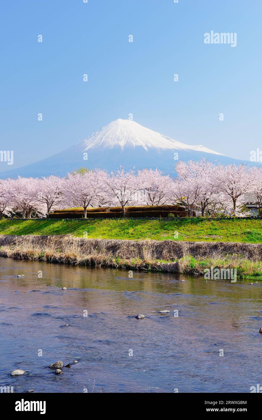 Fuji and the rows of cherry blossom trees along the Juni River ...