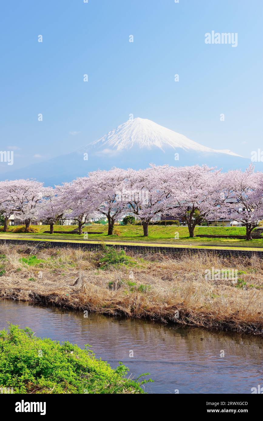 Fuji and the rows of cherry blossom trees along the Juni River ...