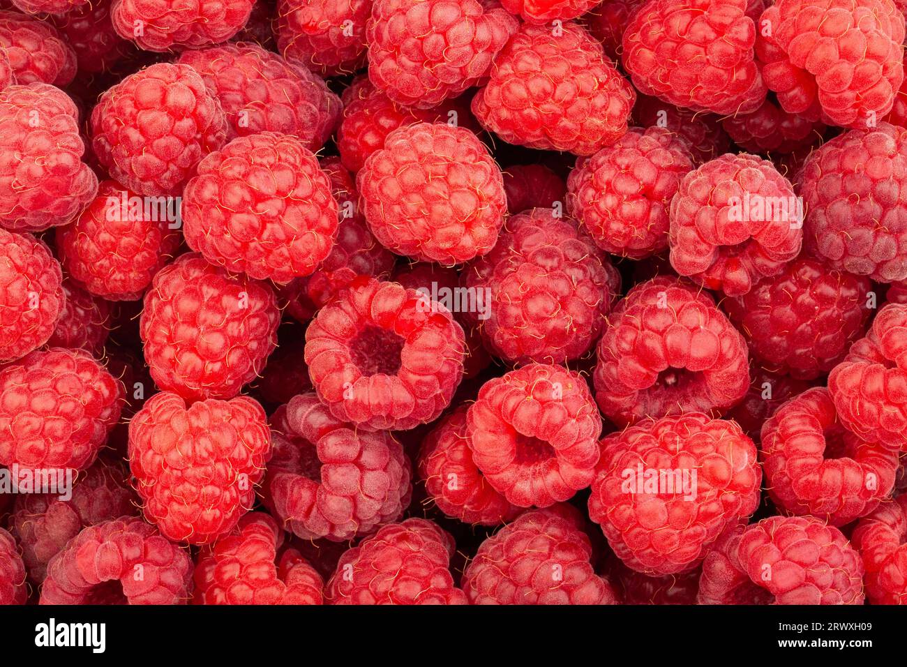 Large raspberry hi-res stock photography and images - Alamy