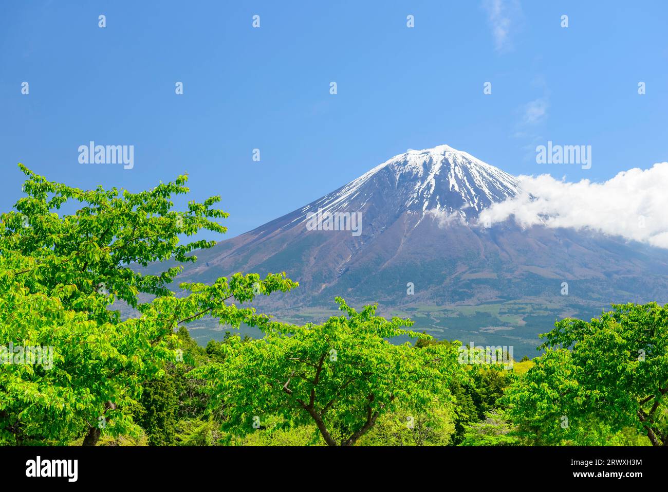 Fuji with fresh greenery, Shizuoka Prefecture Stock Photo - Alamy