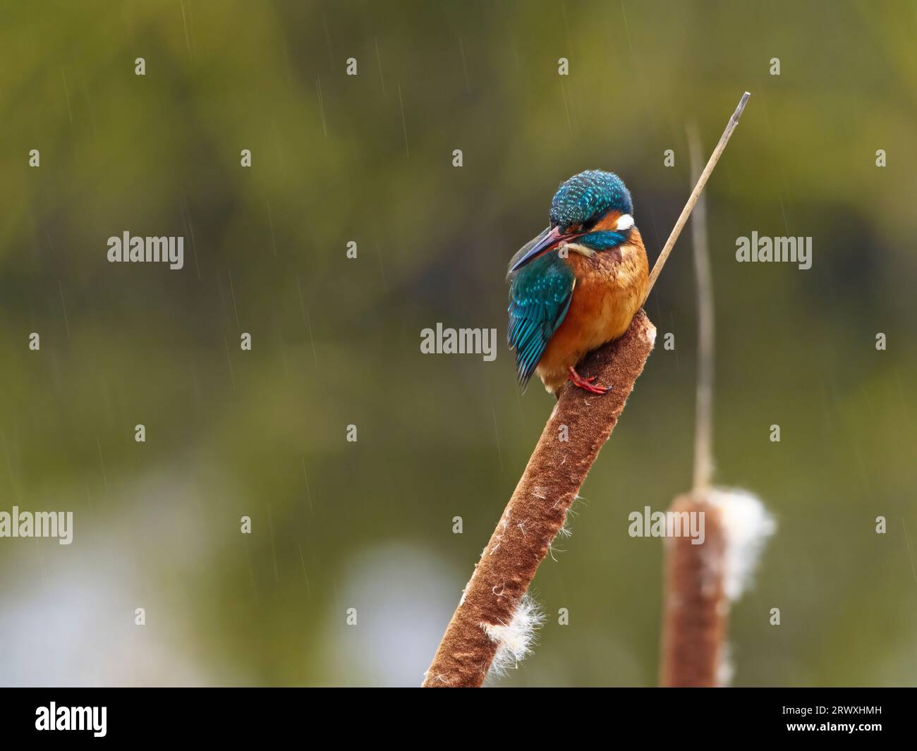 A kingfisher perched on the inflorescence of a cattail looking down ...