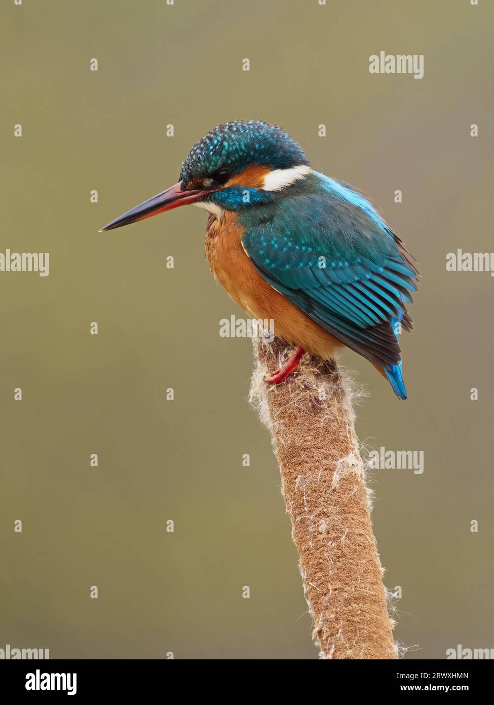A kingfisher perched on the inflorescence of a cattail looking down ...