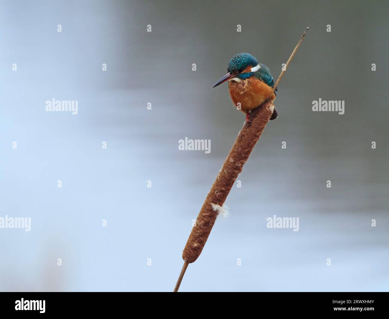 A kingfisher perched on the inflorescence of a cattail looking down ...