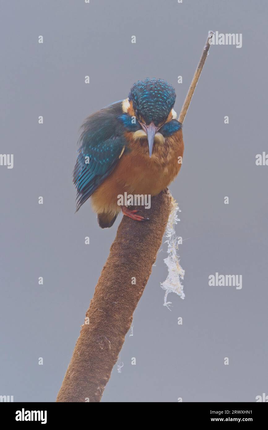 A kingfisher perched on the inflorescence of a cattail looking down ...