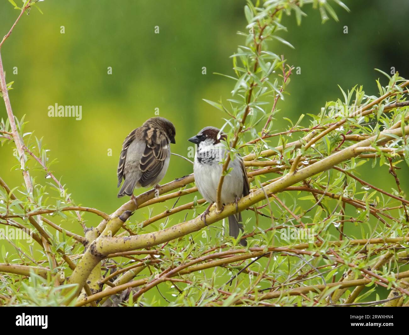 Two house sparrows perched on the branches of a willow tree on a farm ...
