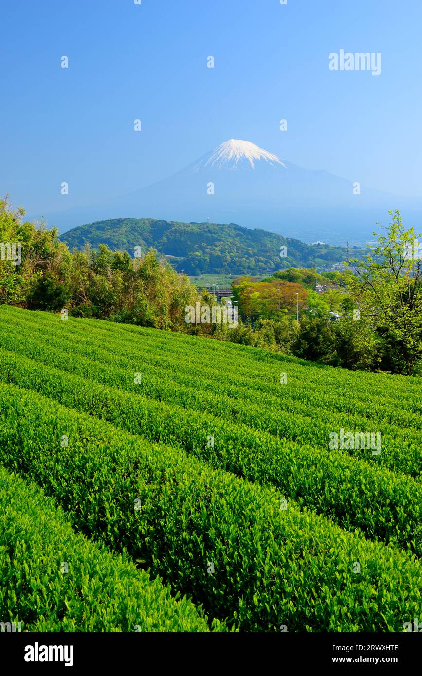 Fuji and a tea plantation in Fuji City, Shizuoka Prefecture, Japan ...