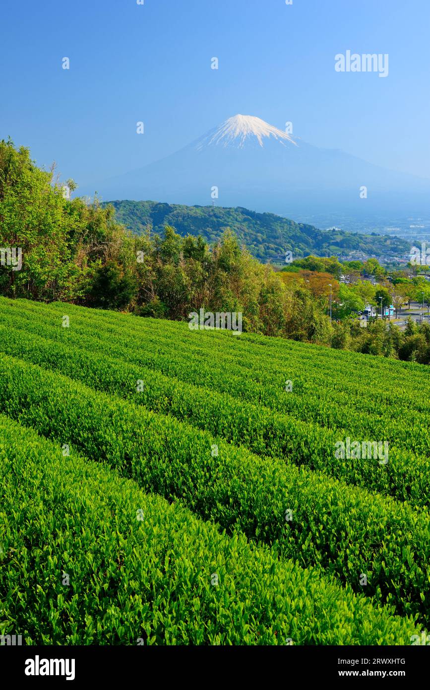 Tea plantation refreshing in hi-res stock photography and images - Alamy