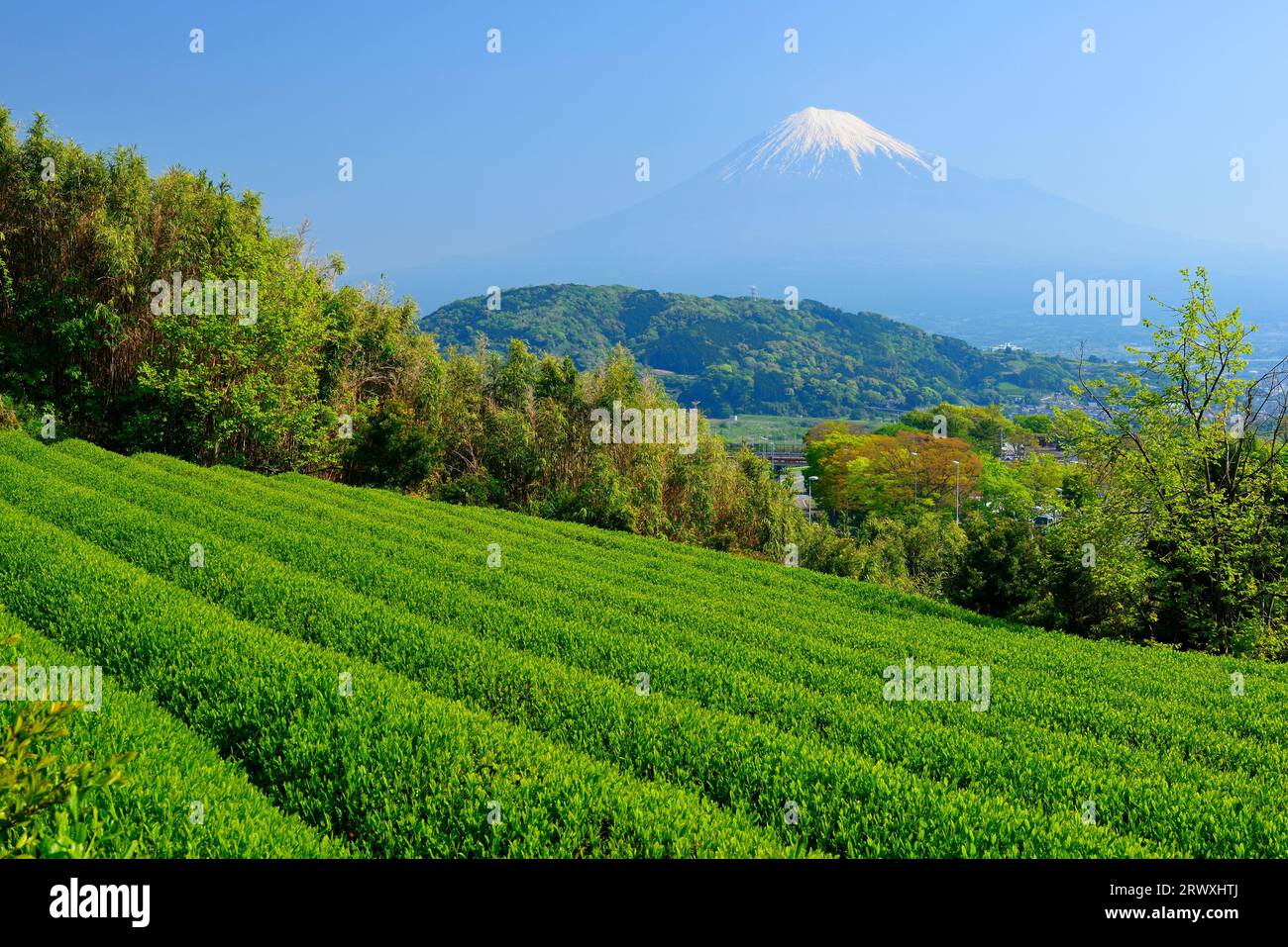 Fuji and a tea plantation in Fuji City, Shizuoka Prefecture, Japan ...