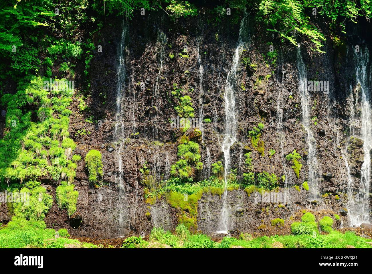 Spring water from the lava fault at Shiraito Falls, Shizuoka Prefecture ...