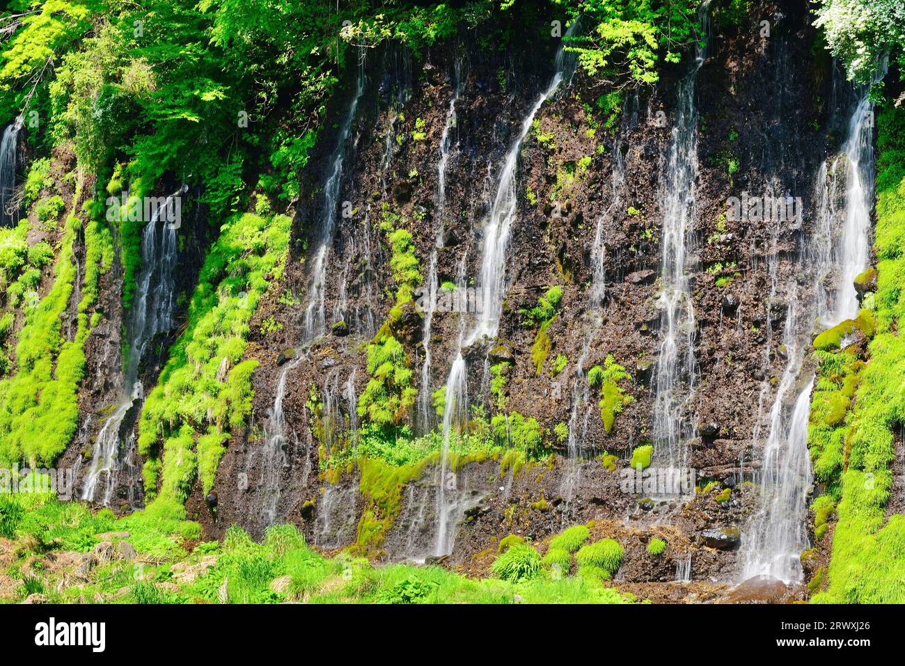 Spring water from the lava fault at Shiraito Falls, Shizuoka Prefecture ...