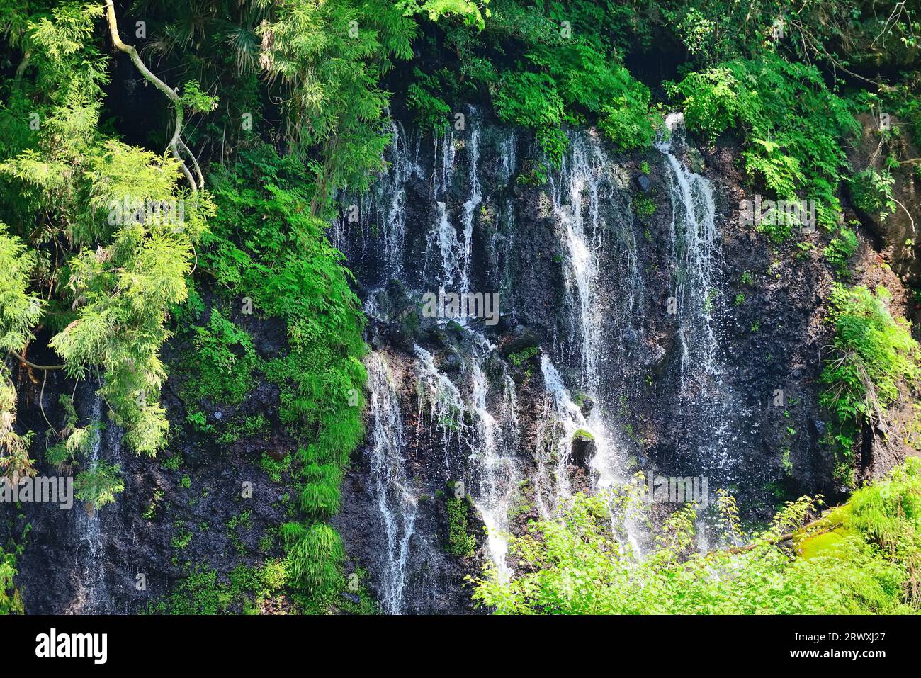 Spring water from the lava fault at Shiraito Falls, Shizuoka Prefecture ...