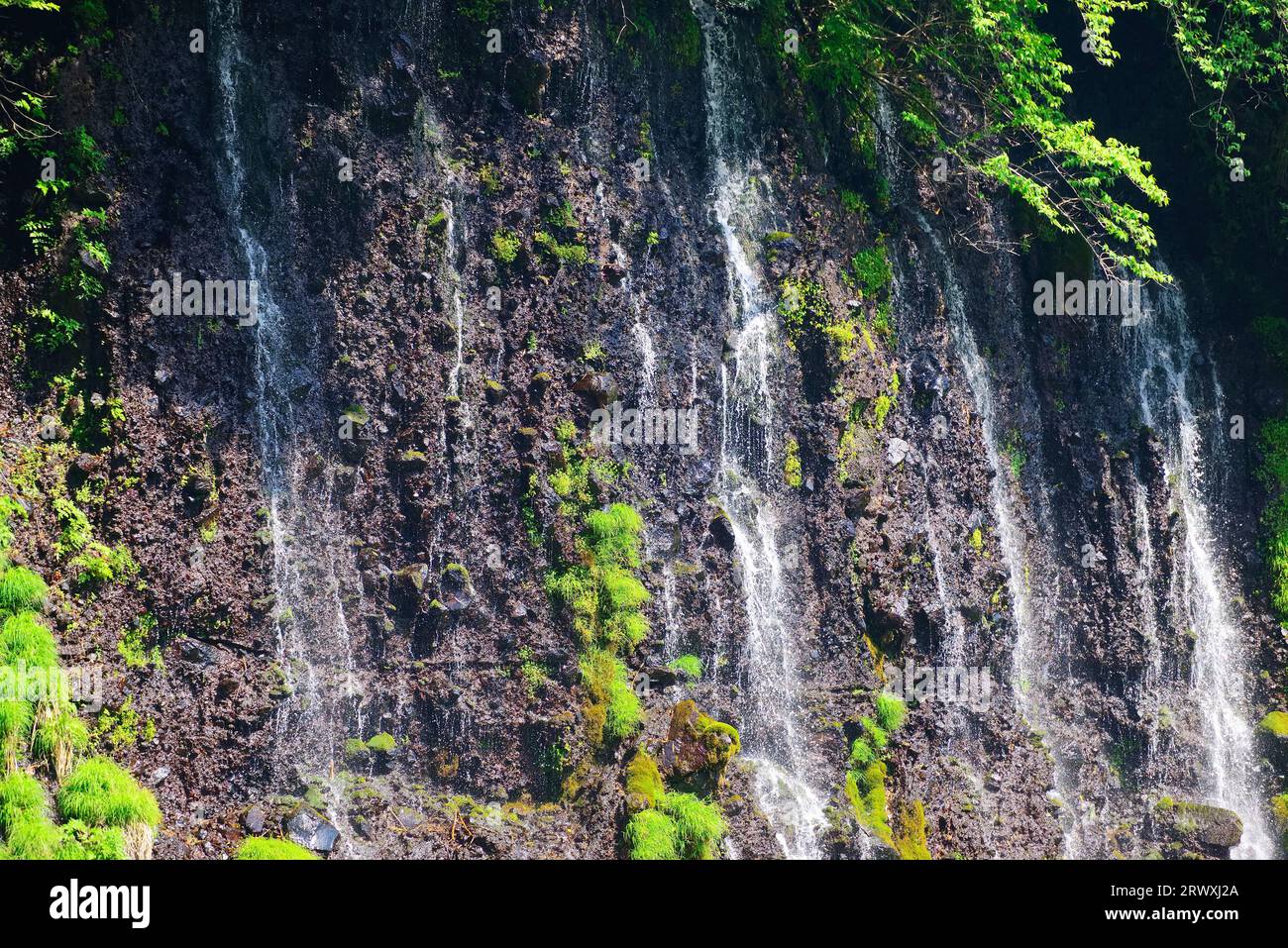 Spring water from the lava fault at Shiraito Falls, Shizuoka Prefecture ...