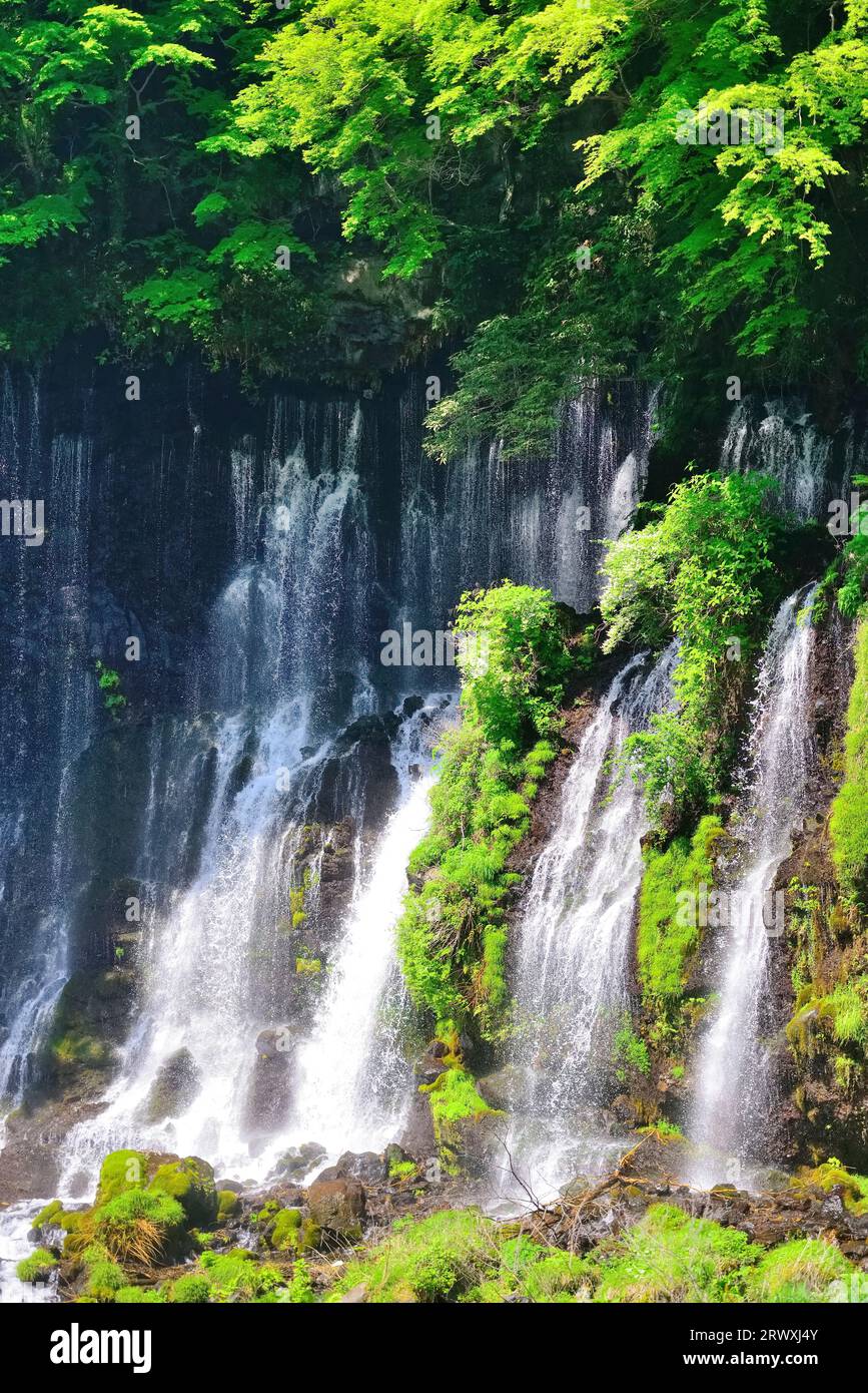 Fresh green and spring water from the lava fault at Shiraito Falls in ...