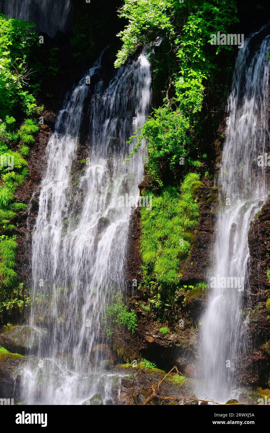 Spring water from the lava fault at Shiraito Falls, Shizuoka Prefecture ...