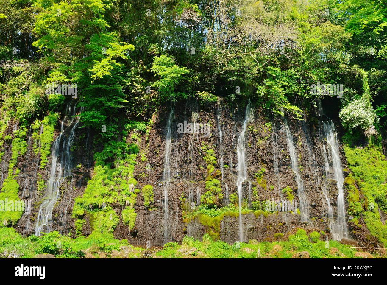 Spring water from the lava fault at Shiraito Falls, Shizuoka Prefecture ...