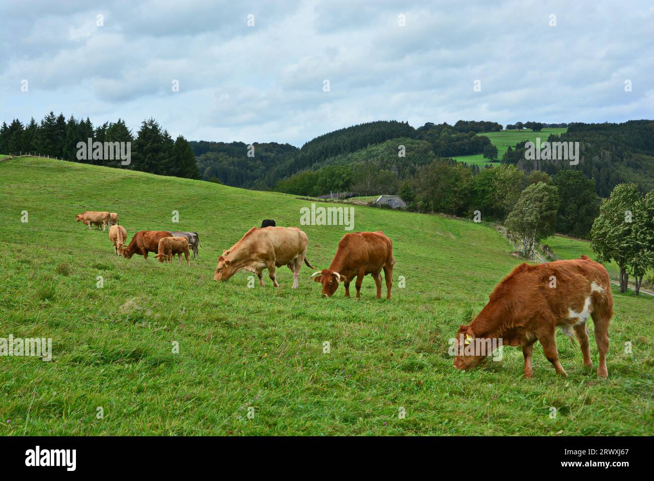 Cattle, cows and calves - a wonderful life on the pastures Stock Photo ...