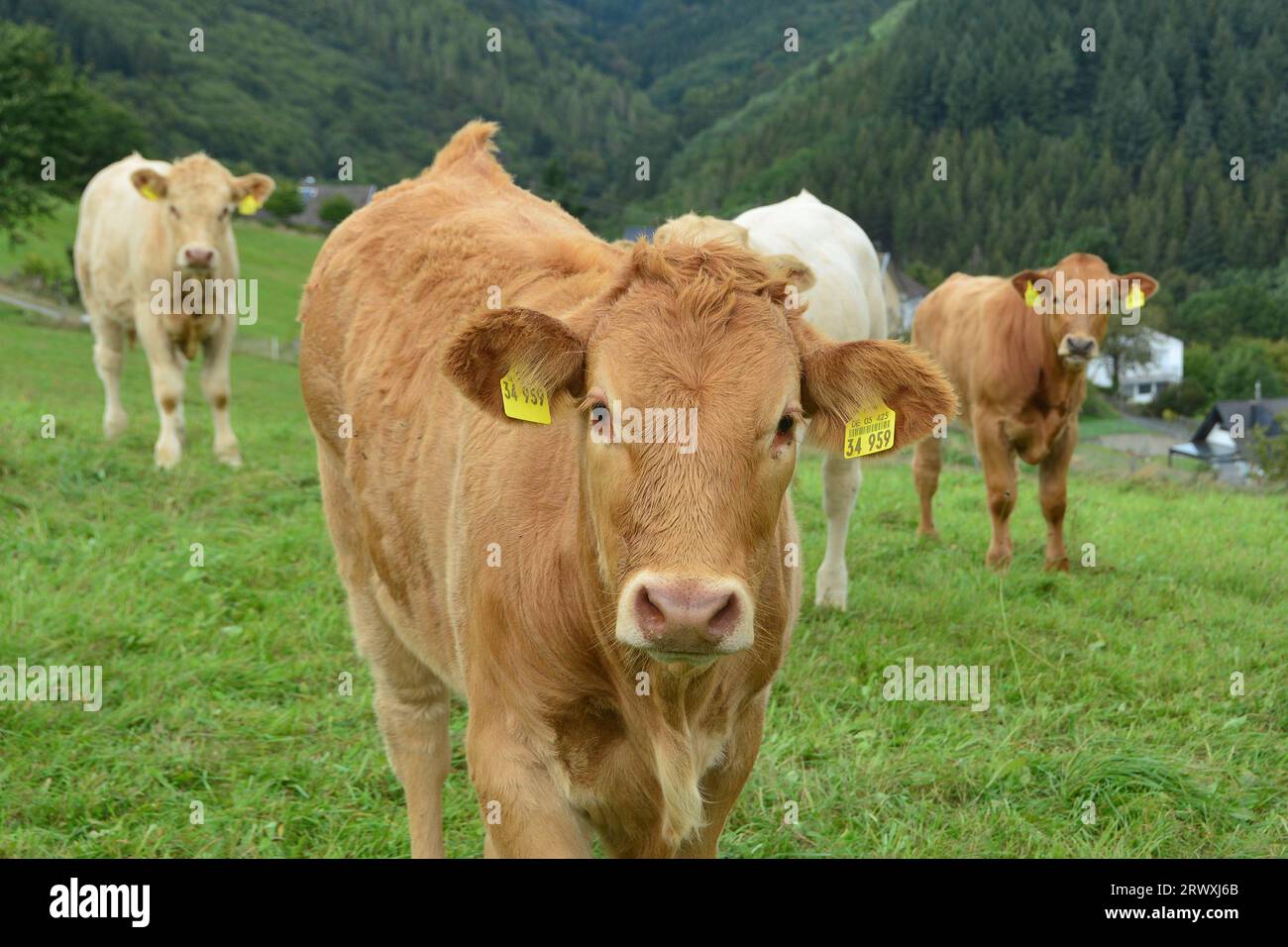Cattle, cows and calves - a wonderful life on the pastures Stock Photo ...