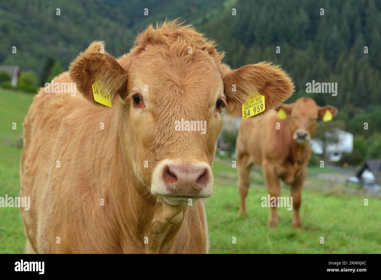 Cattle, cows and calves - a wonderful life on the pastures Stock Photo ...